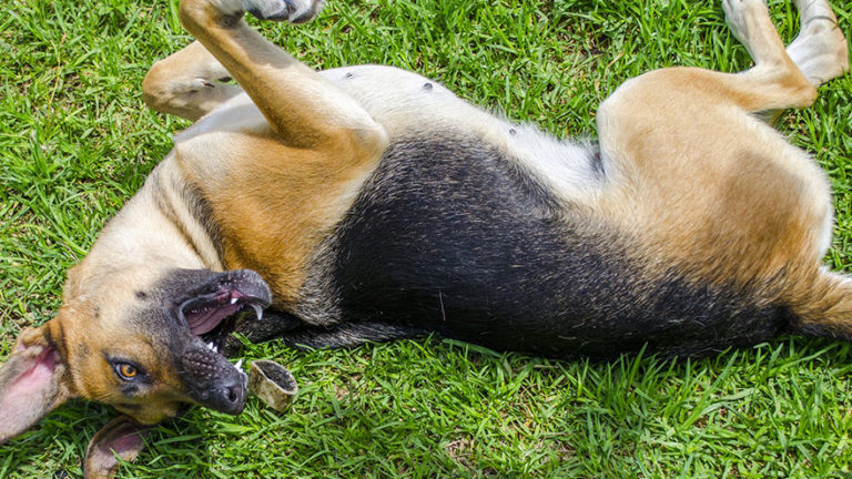 Canine Epileptic Seizures & Back Leg Weakness - Earth of Pet