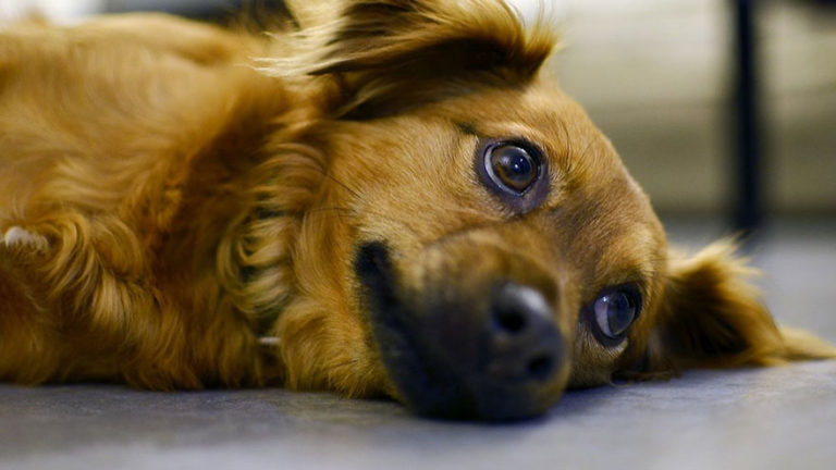 Clovers Kidney Failure In Dogs Earth Of Pet clovers-kidney-failure-in-dogs-earth-of-pet
